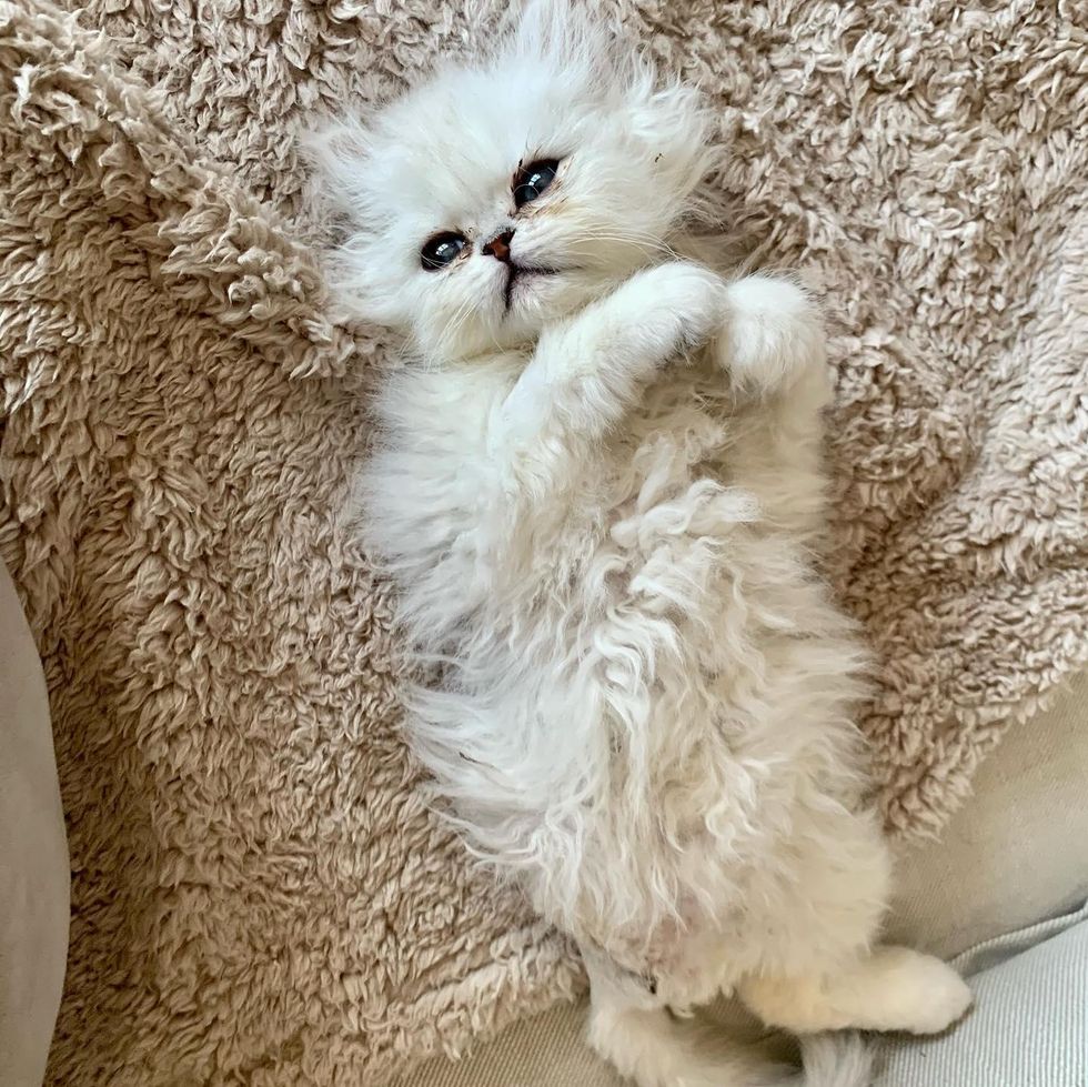 Kitten with 3 Paws Shows Incredible Strength and Wins Over Vet Who ...