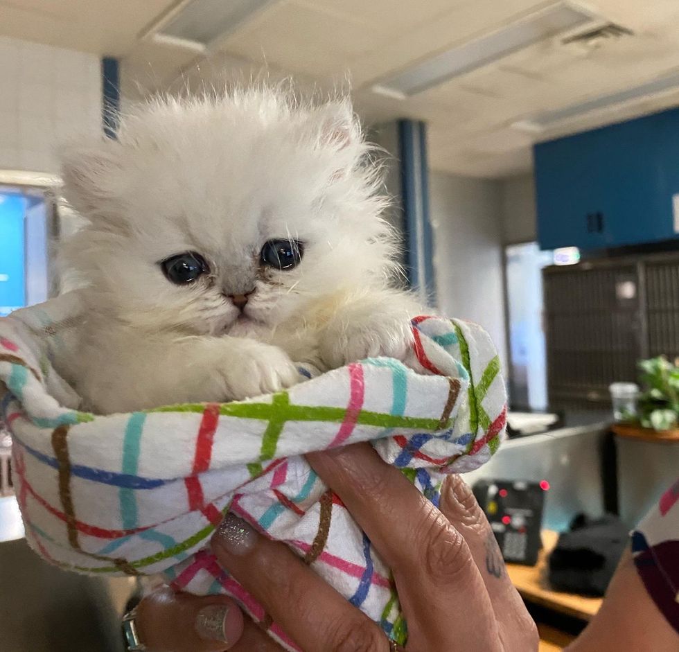 Kitten with 3 Paws Shows Incredible Strength and Wins Over Vet Who ...