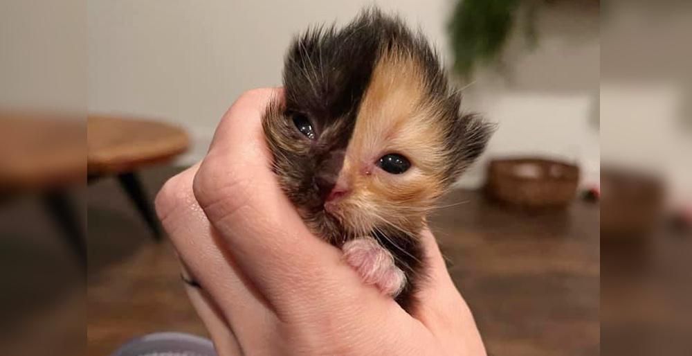 Two-faced Kitten Found in a Wall Now Has a Big Family to Cuddle - Love Meow