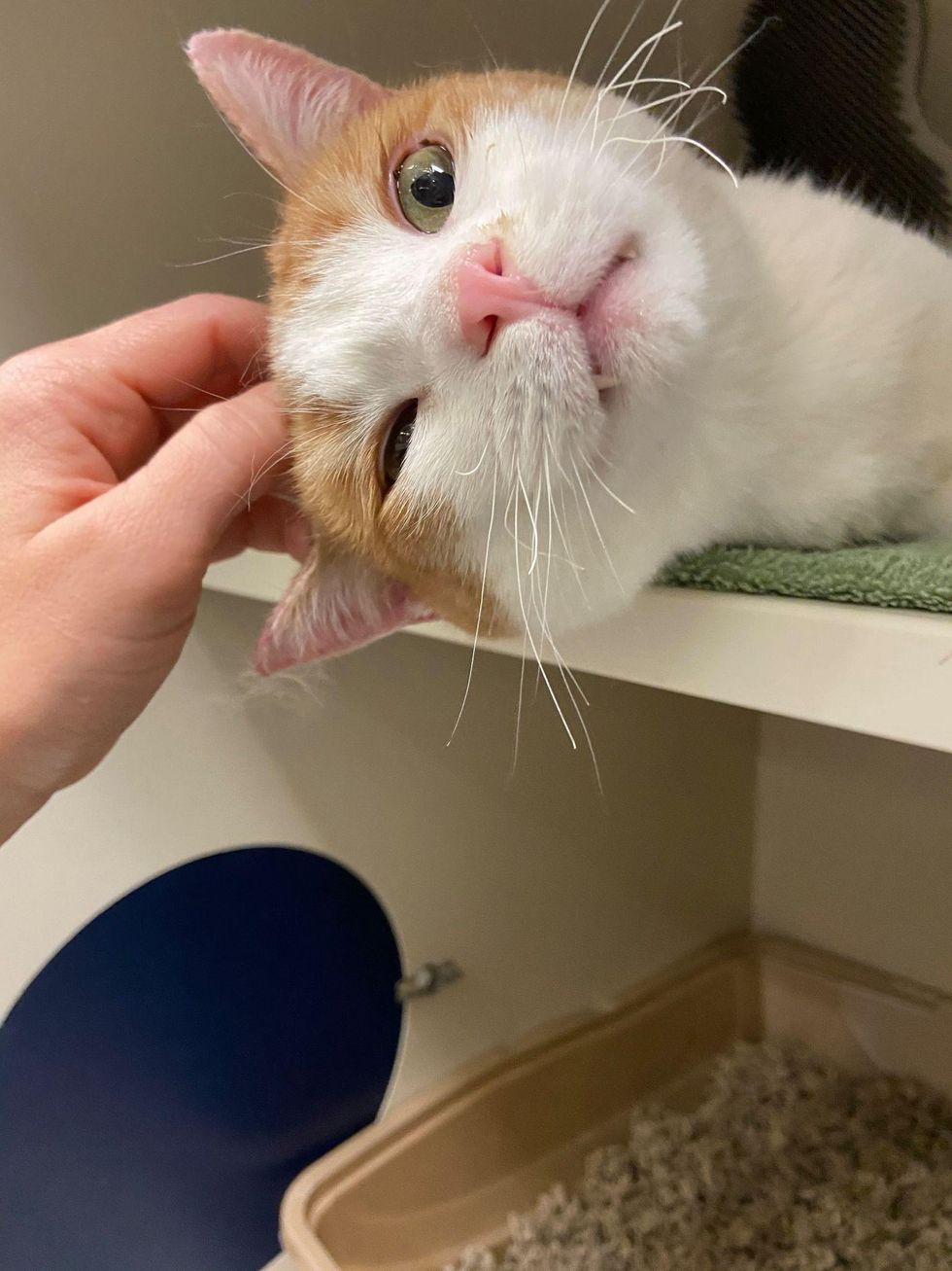 Cat Who Wears a Perfectly Shaped Heart on His Back, is Looking for ...