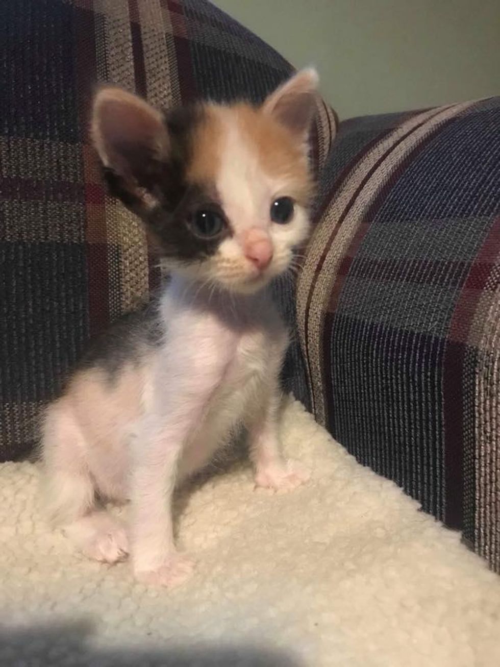Kitten with Small Body but Strong Will to Live Transforms into Gorgeous ...