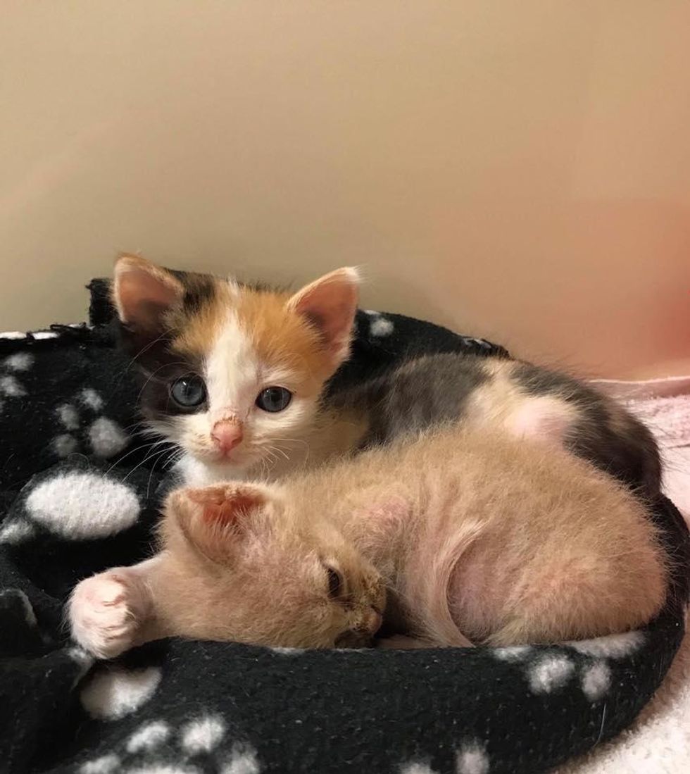 Kitten with Small Body but Strong Will to Live Transforms into Gorgeous ...