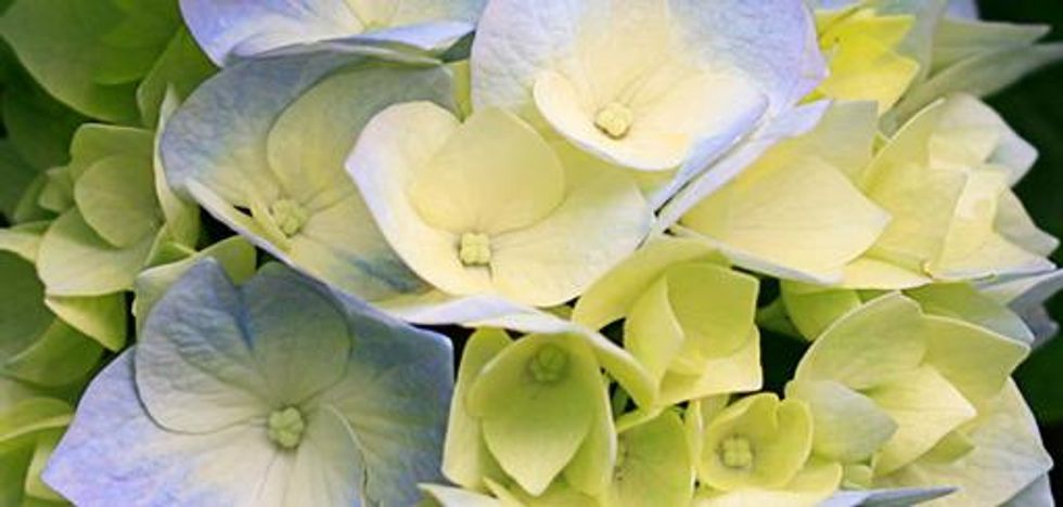 First PREMIER Bank Credit Card Login