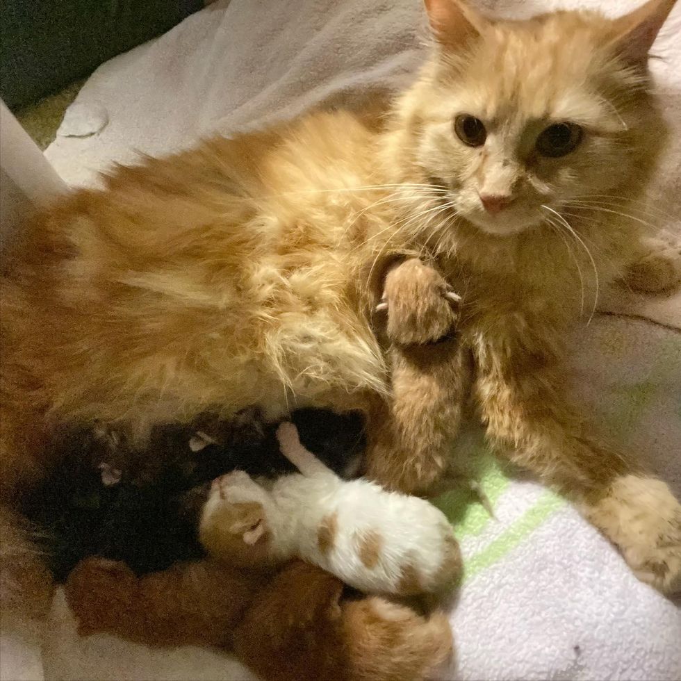 Cat Shows Up Outside Family's Home to Have Her Kittens and Adopts 2 ...