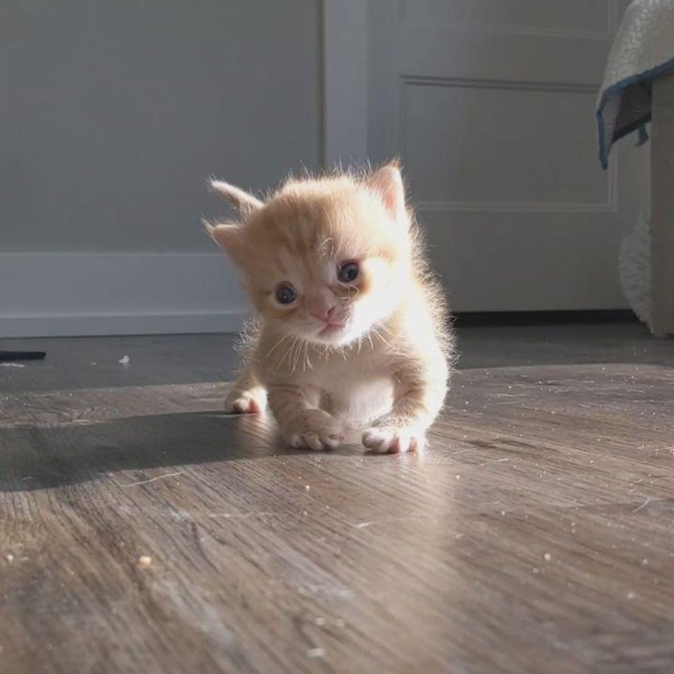 Kitten Who Has Strong Will to Live, is Determined to Do Everything Just ...