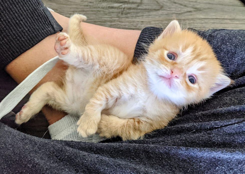 Kitten Who Has Strong Will to Live, is Determined to Do Everything Just ...