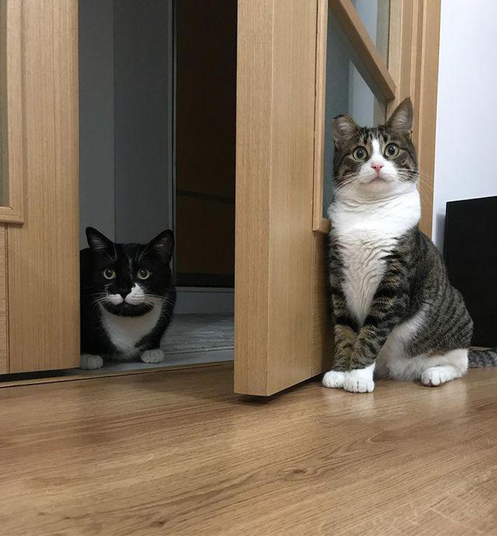 Cat Came into Woman's Life with Her Kittens After Years on the Streets ...