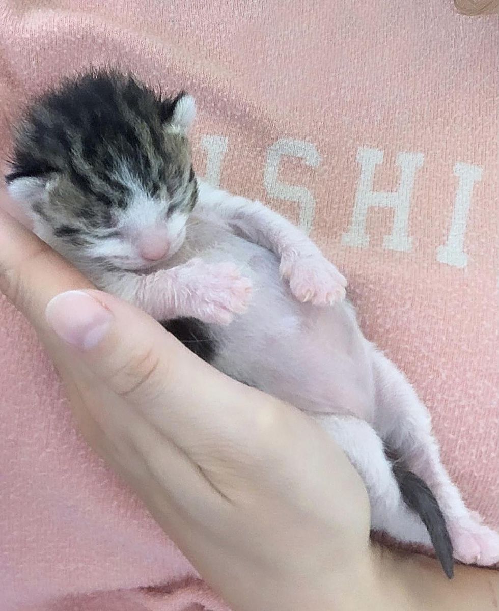 Kitten Found in the Cold, Blossoms into Vivacious Young Cat with Friend ...