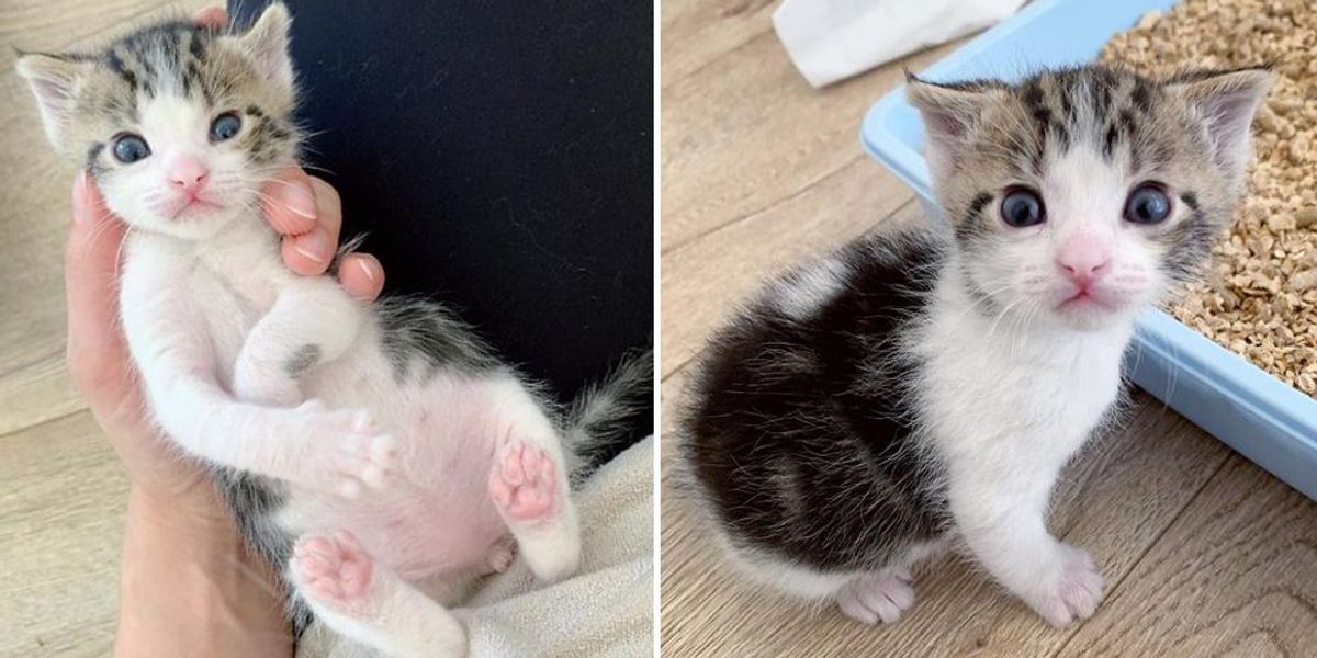 Kitten Found in the Cold, Blossoms into Vivacious Young Cat with Friend ...