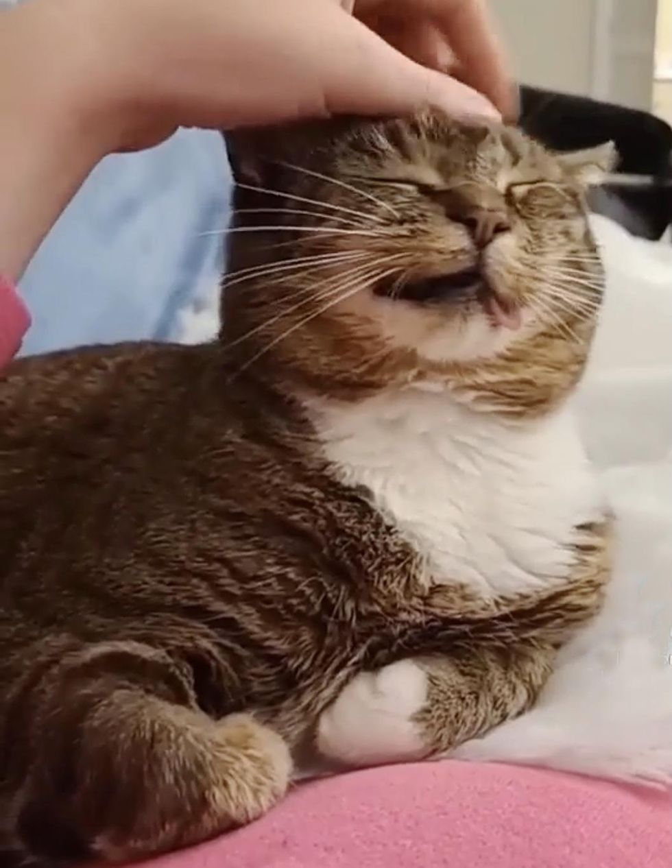 Woman Came to Shelter and Found Cat with Perfectly Asymmetric Face ...