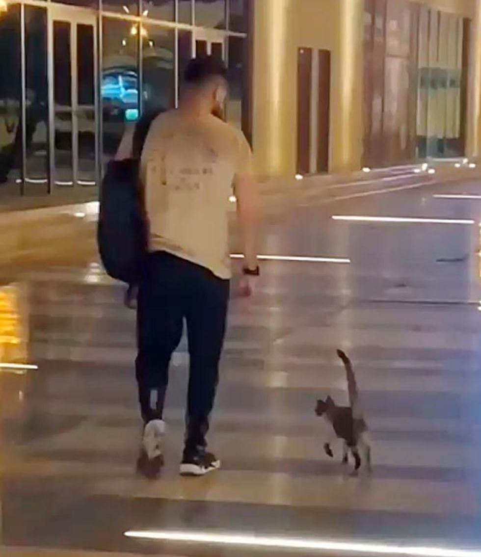 Kitten Hangs Out with Man at Coffee Shop Every Day and Follows Him ...