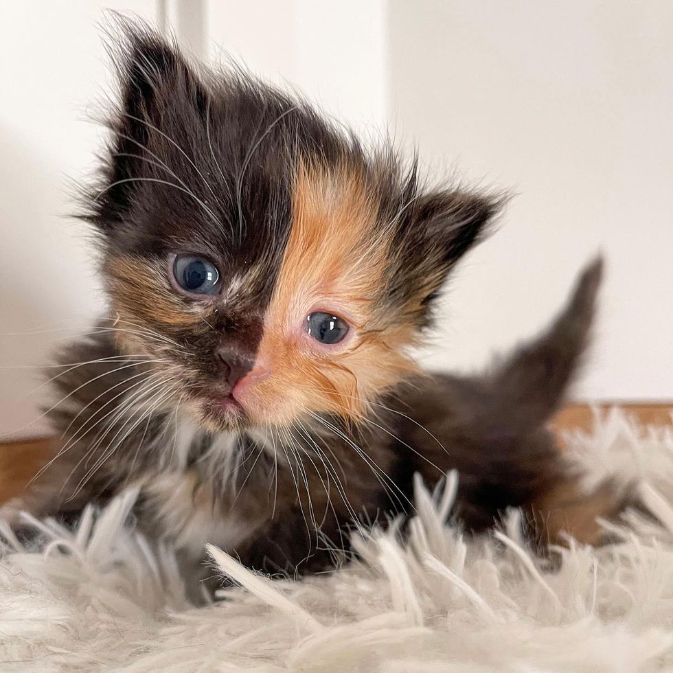 Two-faced Kitten Found in a Wall Now Has a Big Family to Cuddle - Love Meow