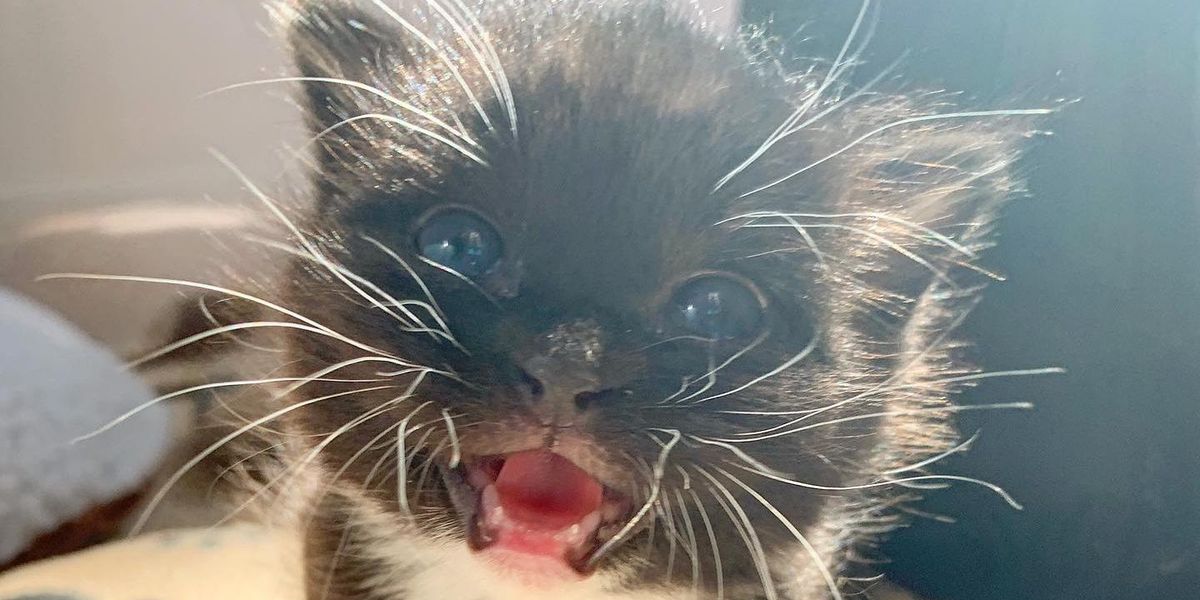 Kitten with So Much Sass Trills Her Way into Hearts of Family - Love Meow