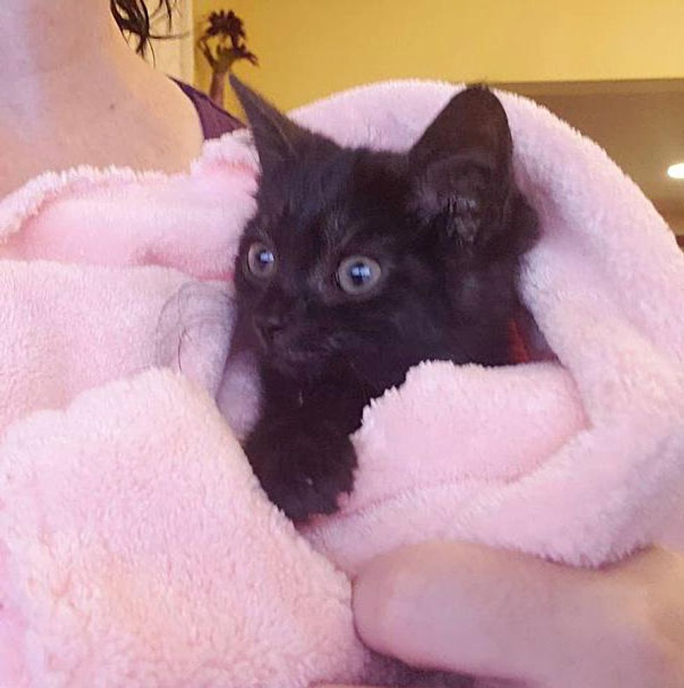 Kitten Turned the Corner with Help of Kind Couple and Became the ...