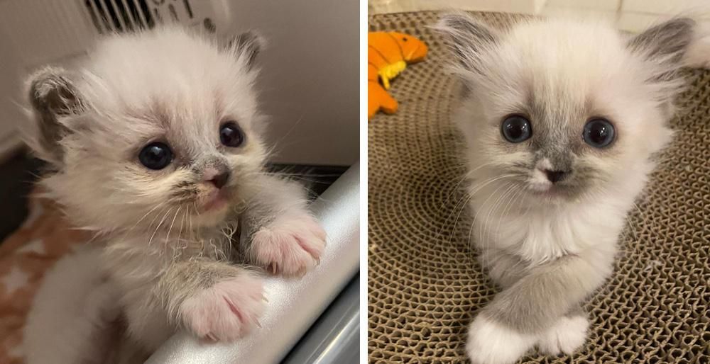 Kitten Captivated Hearts with Her Enchanting Personality and Grew to Be ...