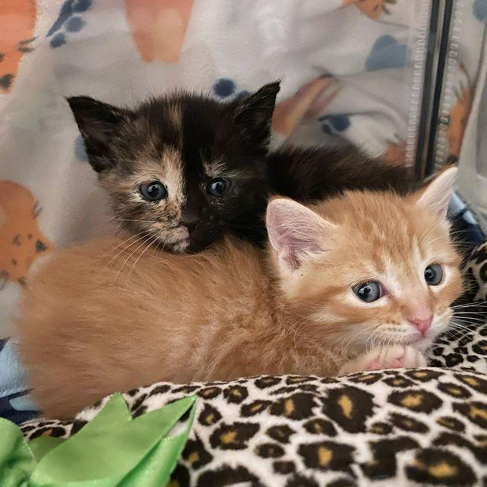 Kittens Found Courage with Help of Family, One of Them Quickly ...