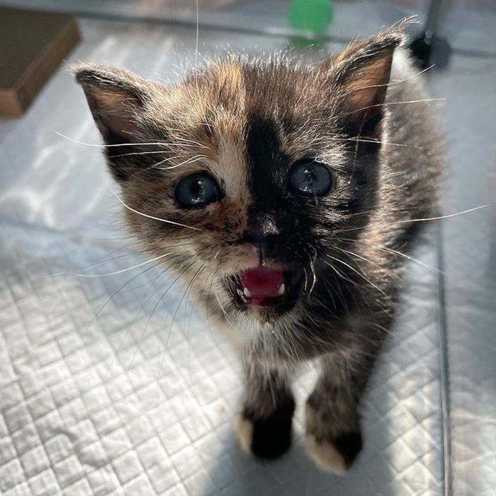 Kittens Found Courage with Help of Family, One of Them Quickly ...