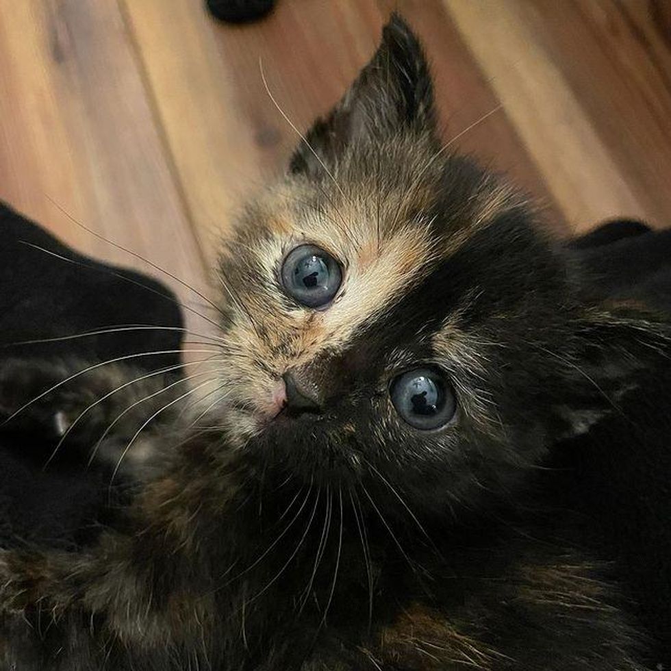 Kittens Found Courage with Help of Family, One of Them Quickly ...