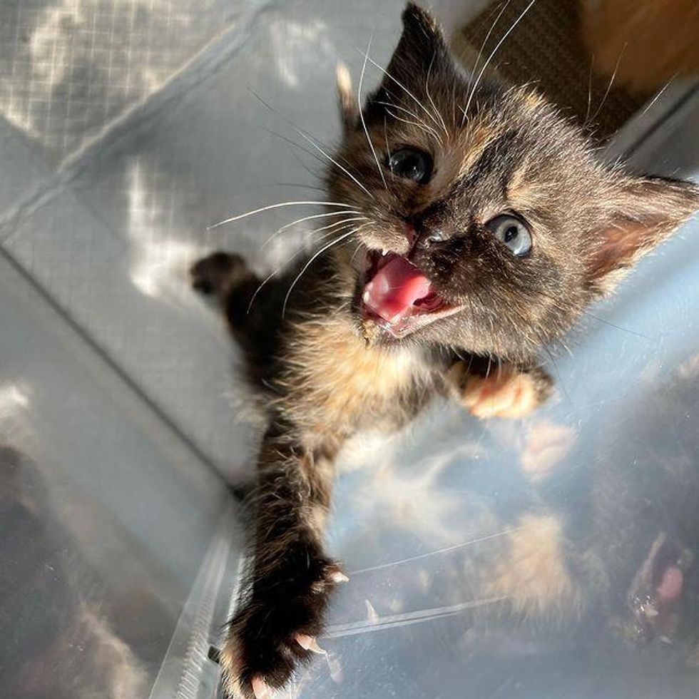 Kittens Found Courage with Help of Family, One of Them Quickly ...