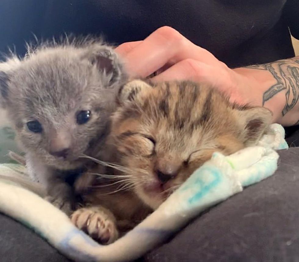 Kitten Captured Hearts with Her Fuzzy Hair and Tiny Squeaks - Love Meow