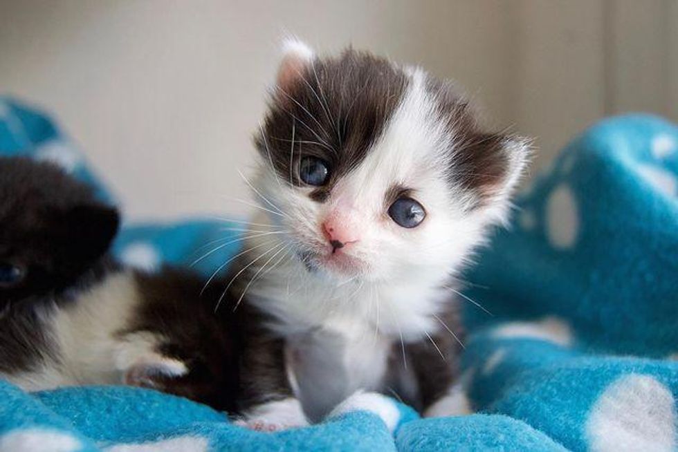 Kitten that Looks Like a Panda is Thriving After Being Found in a Box ...