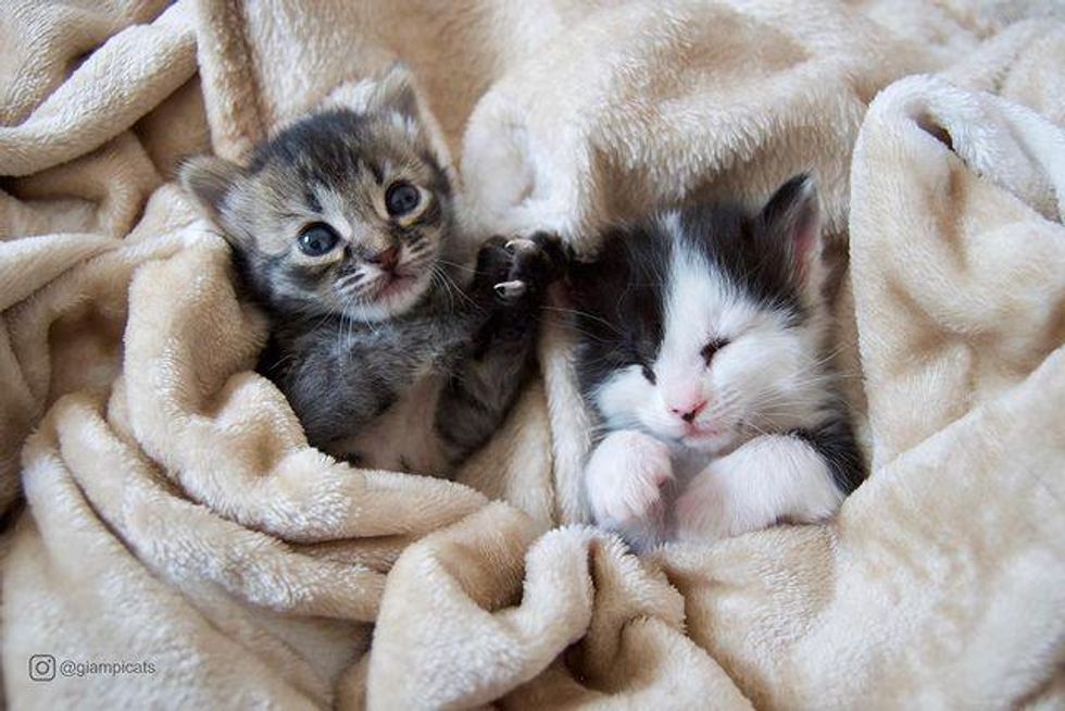 Kitten that Looks Like a Panda is Thriving After Being Found in a Box ...