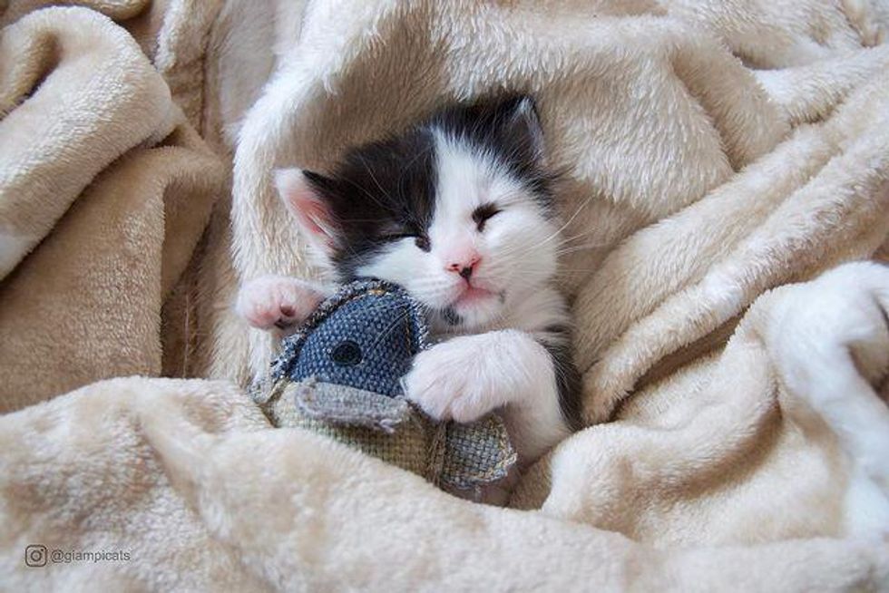 Kitten that Looks Like a Panda is Thriving After Being Found in a Box ...