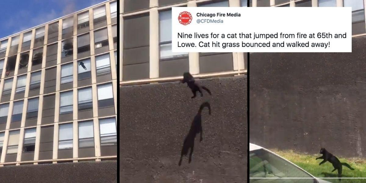 Chicago cat miraculously uninjured after leaping from the 5th story of ...