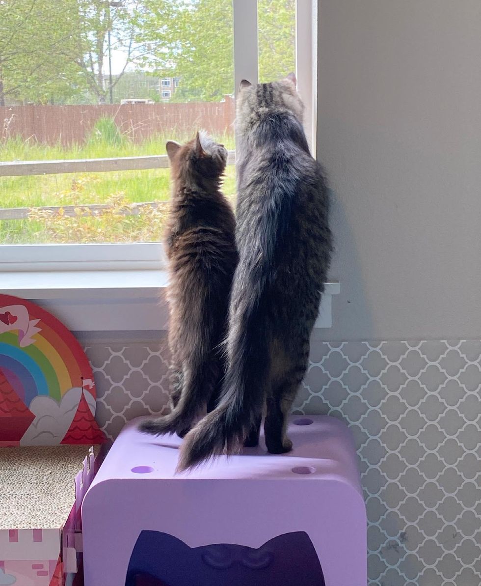 Cat and Her Only Kitten Share Unbreakable Bond - Journey to Their Dream ...