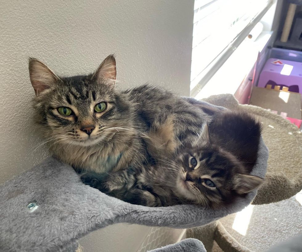 Cat and Her Only Kitten Share Unbreakable Bond - Journey to Their Dream ...