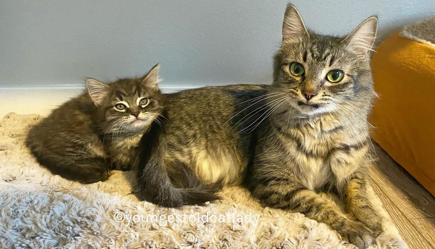 Cat and Her Only Kitten Share Unbreakable Bond - Journey to Their Dream ...