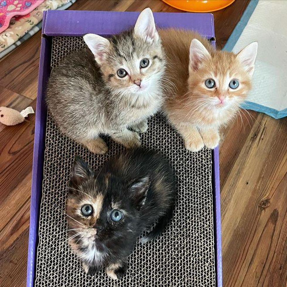 Kittens with Lots of Attitude Look Out for Each Other and Befriend ...