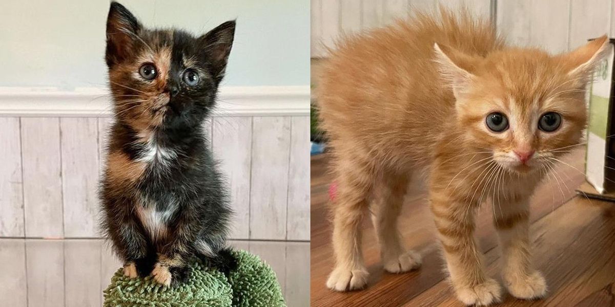 Kittens with Lots of Attitude Look Out for Each Other and Befriend ...