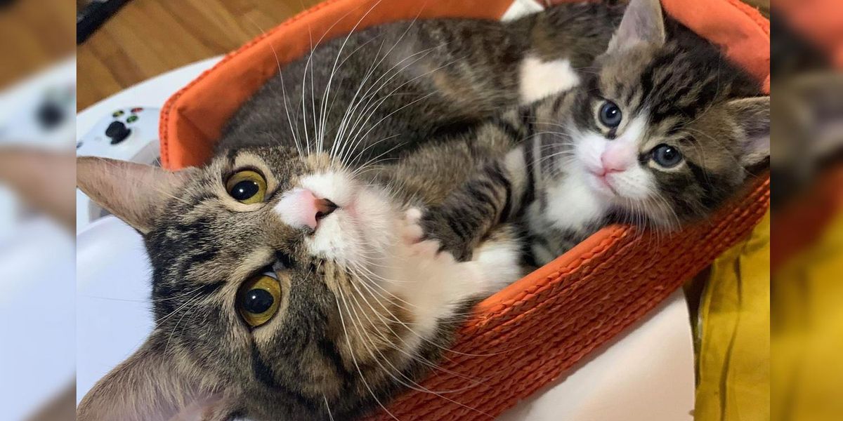 Cat Got Back to Her Beloved Kitten and Never Left His Side - They Hope ...
