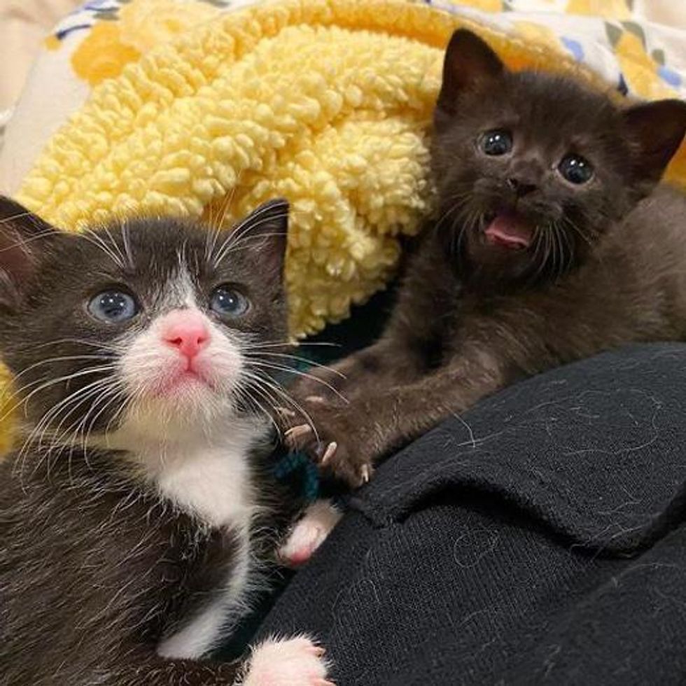 Kittens Become Sweetest Friends to Pups Before Finding Their Perfect ...
