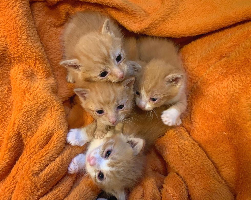 4 Kittens Help Each Other Thrive as They Transform on Their Journey to ...