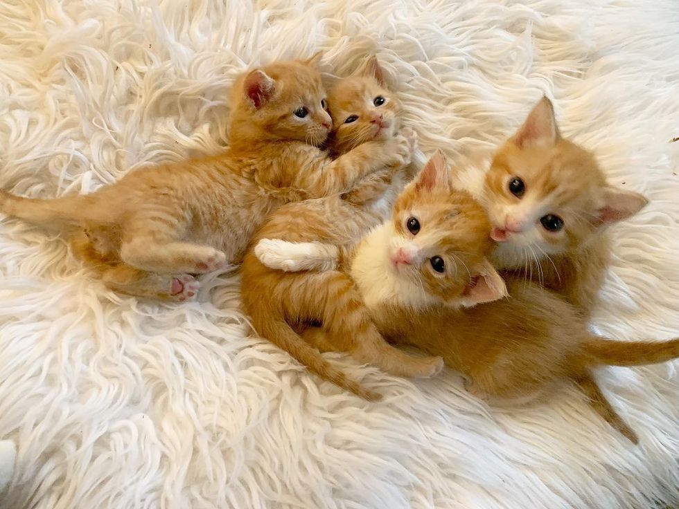 4 Kittens Help Each Other Thrive as They Transform on Their Journey to ...
