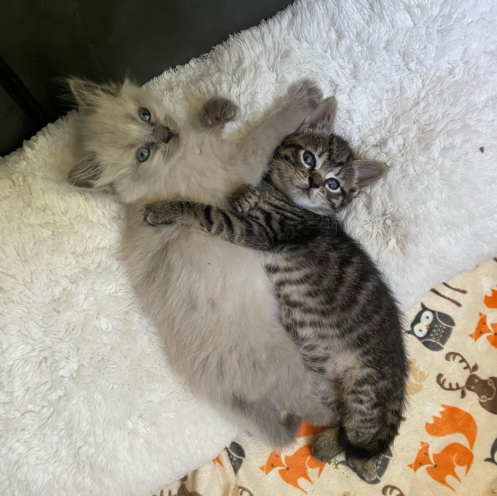 Two Kittens from Different Litters Share Adorable Bond, They Hope for ...