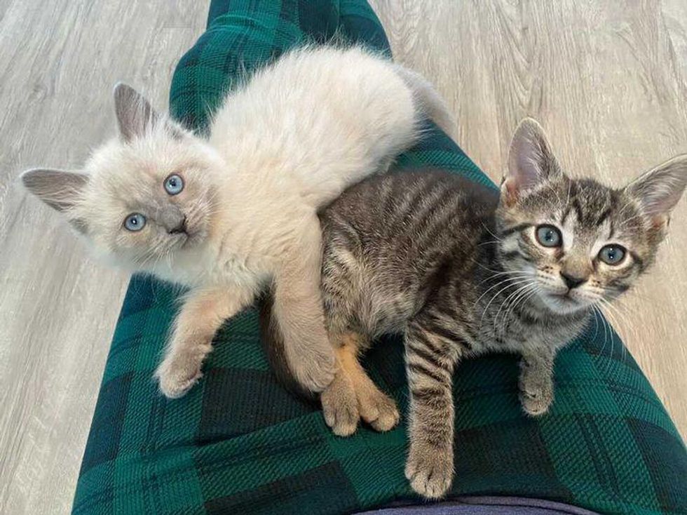 Two Kittens from Different Litters Share Adorable Bond, They Hope for ...