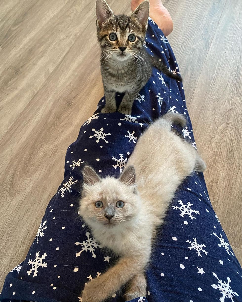 Two Kittens from Different Litters Share Adorable Bond, They Hope for ...