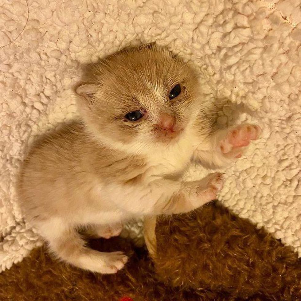 Kitten with Incredible Resilience is Determined to Live Full Life with ...