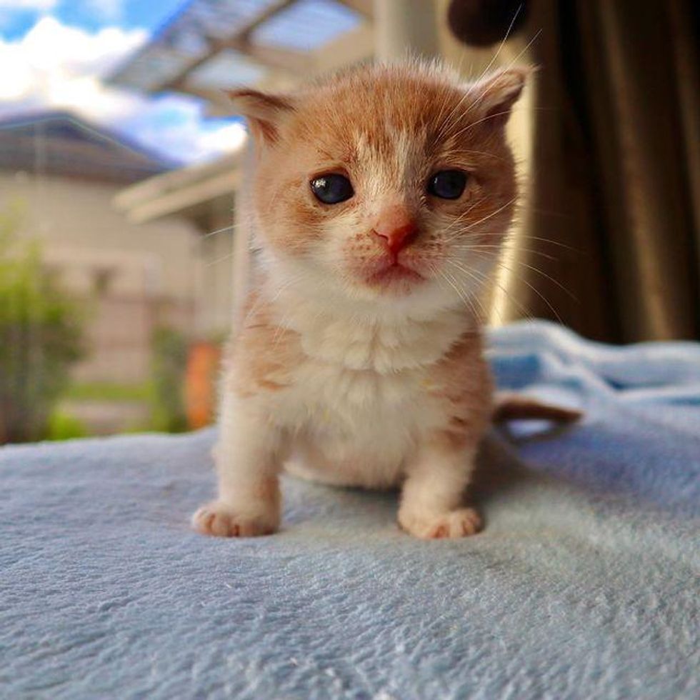 Kitten with Incredible Resilience is Determined to Live Full Life with ...