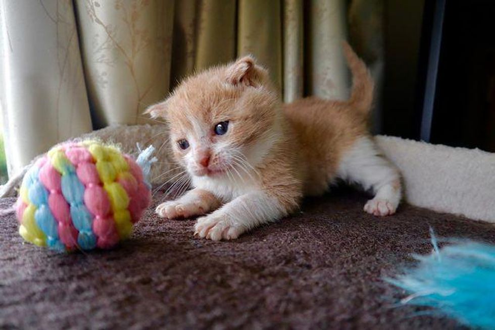 Kitten with Incredible Resilience is Determined to Live Full Life with ...