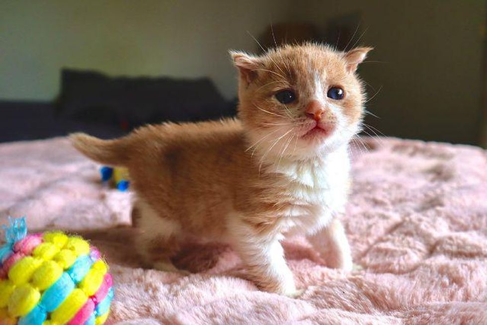 Kitten with Incredible Resilience is Determined to Live Full Life with ...