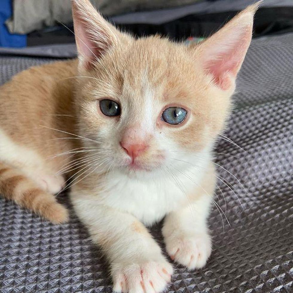 Kitten with Incredible Resilience is Determined to Live Full Life with ...