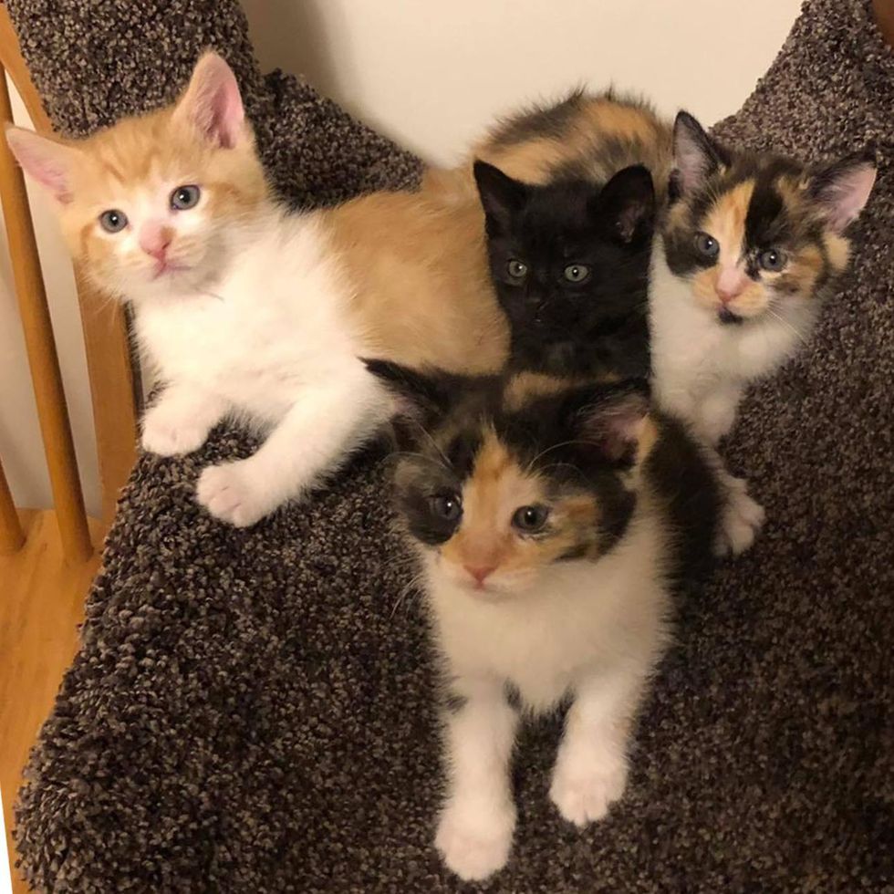 Cat Kept Her Unborn Kittens from the Cold Until Help Arrived, Now Has ...