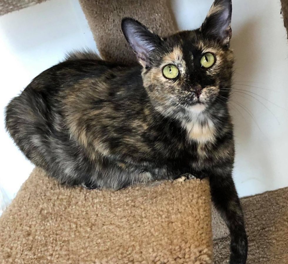 Cat Kept Her Unborn Kittens from the Cold Until Help Arrived, Now Has ...