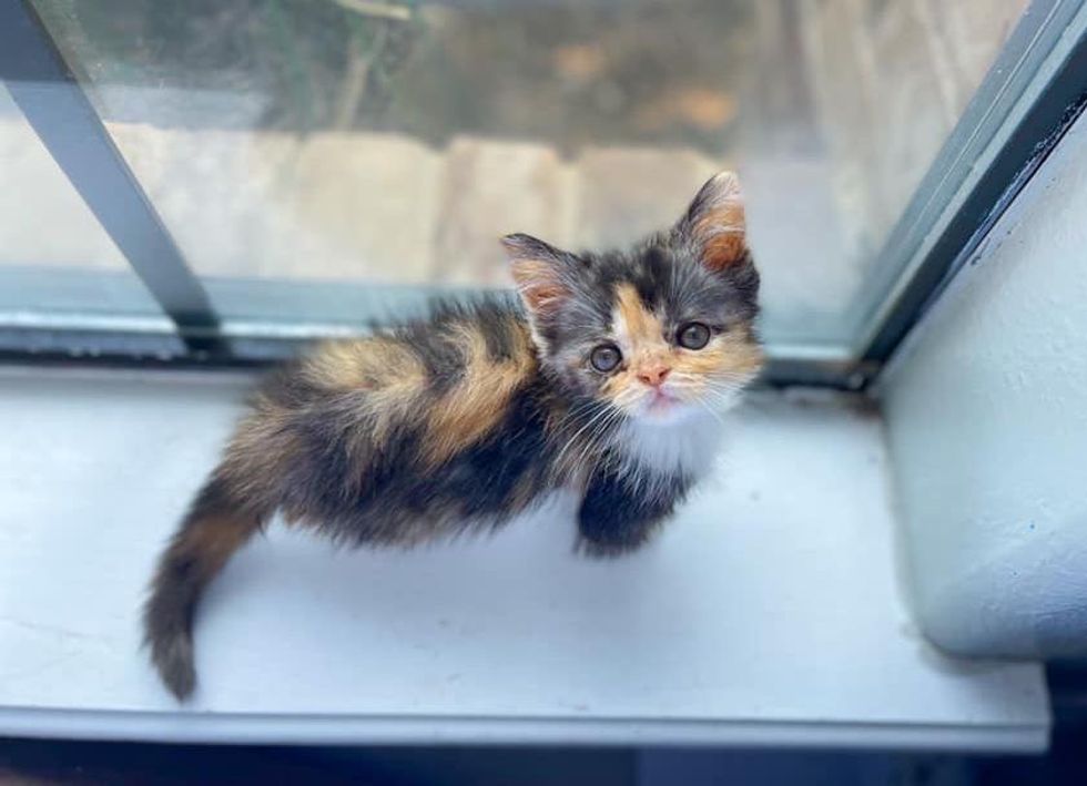 Kitten with Strong Will Transforms from Tiny Preemie to Adorable Fluffy ...