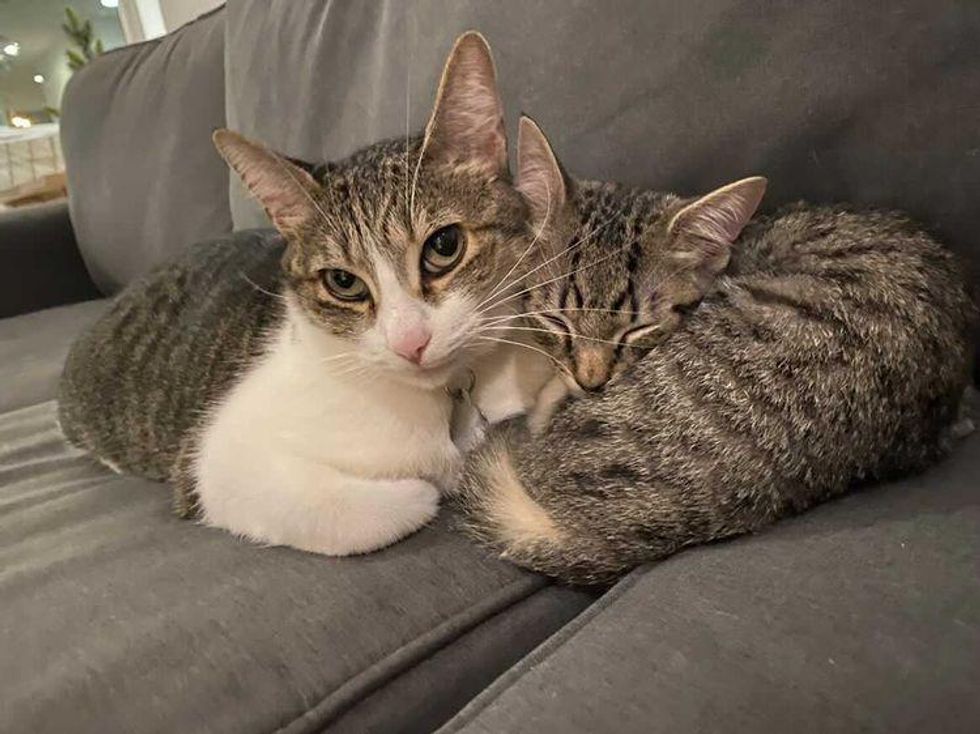 Kitten Missing a Leg Shows Everyone What He Can Do with the Help of ...