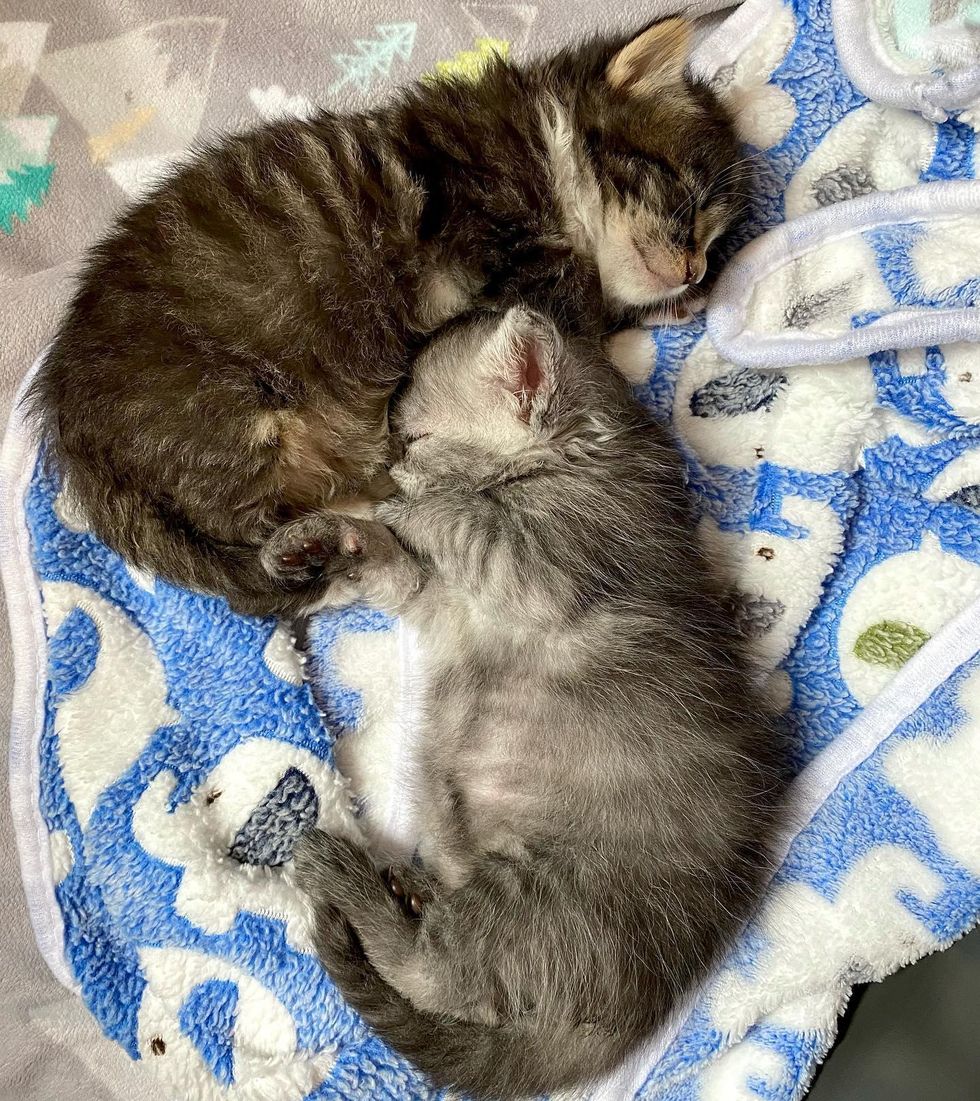 Kittens Find Each Other When They Need a Friend, and Become Family for ...